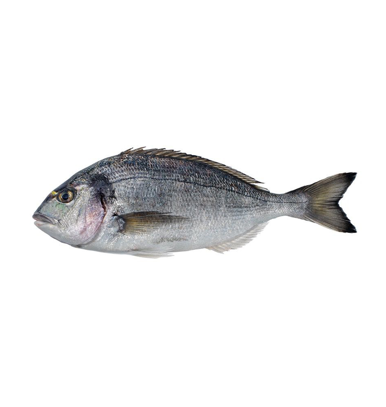 Highest Quality Fresh Fish From Oman - Seafood By Bait Al Bahr